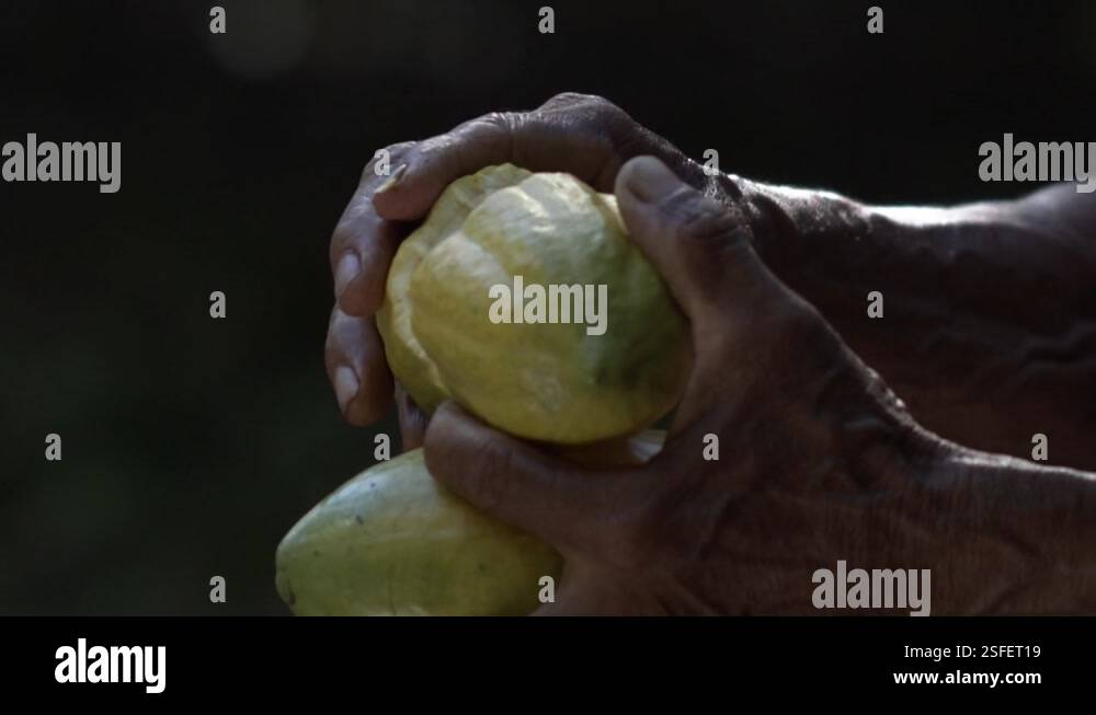 Crack open a cacao pod to inspect the fresh pulpy fruit inside where ...
