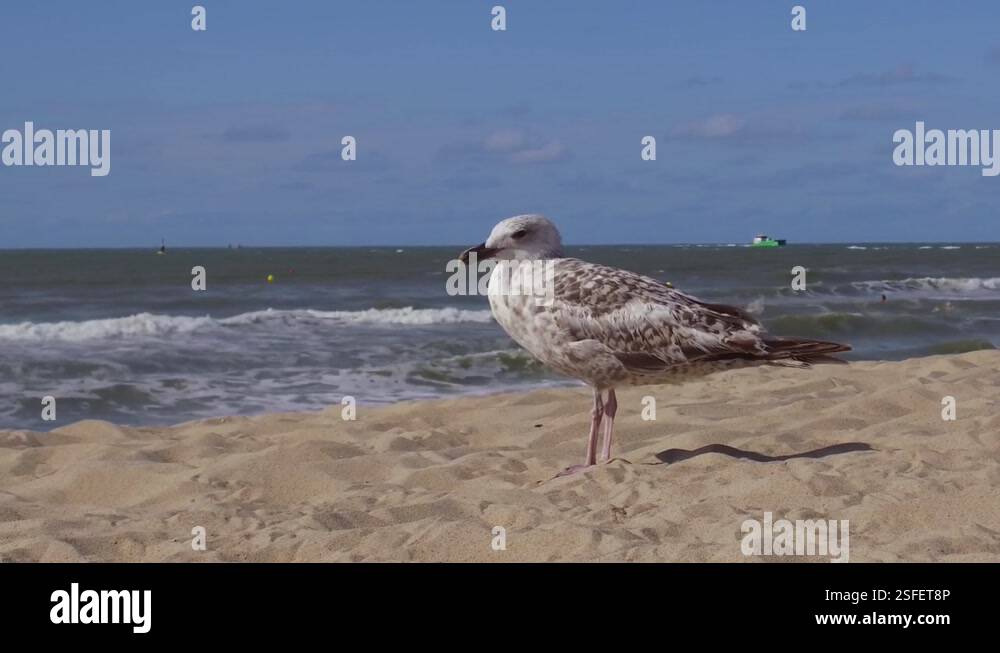 Young herring gull stands on the sandy beach beside the North Sea Stock ...