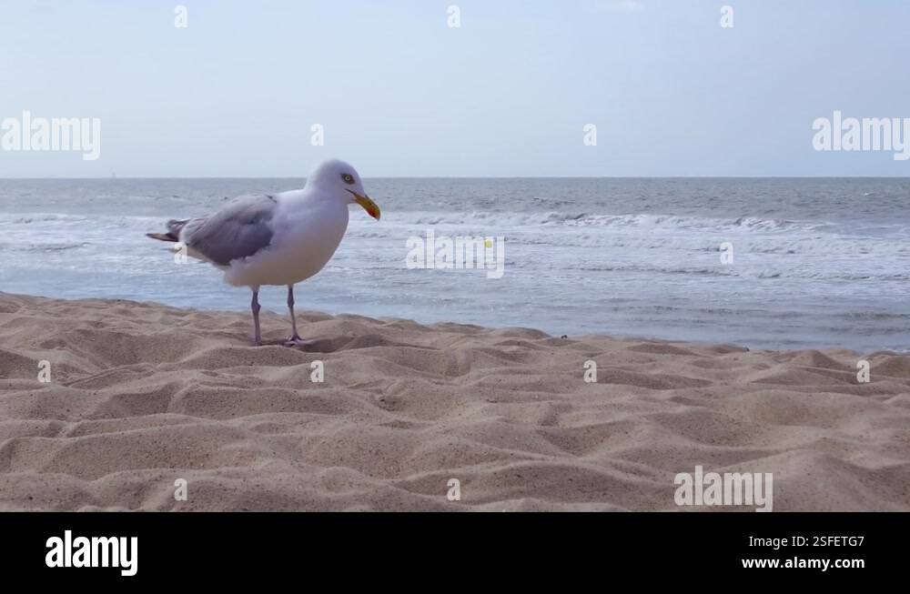 Adult herring gull steps and stands on the sandy beach in Ostend ...