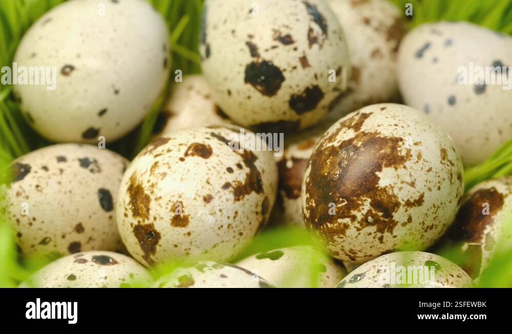 Quail eggs, rotation shot, Quail fresh raw eggs.Healthy fresh food ...
