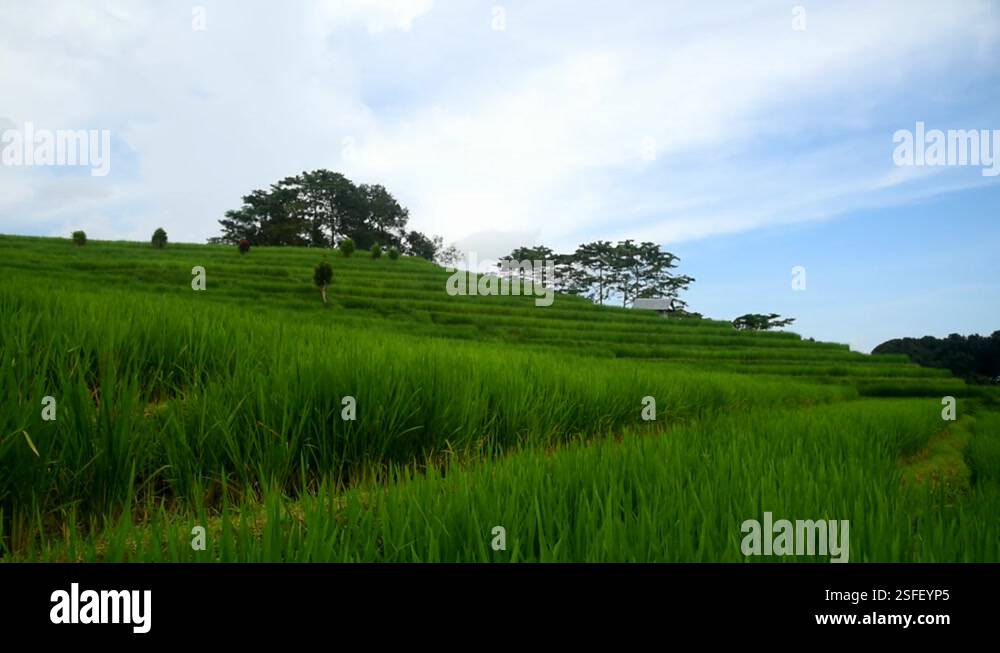 Rice terrace at Babahan village in Tabanan regency of Bali Stock Video ...