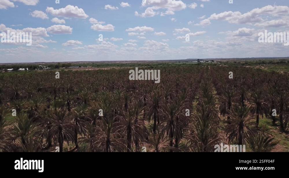 Abandoned date palm trees farm in southern Namibia Stock Video Footage ...