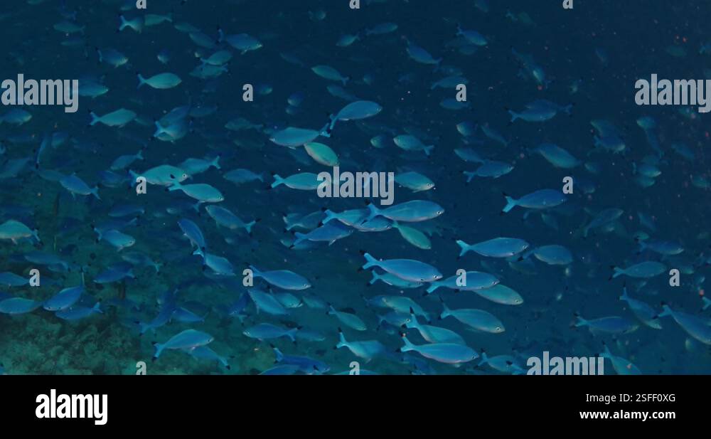 School of fish swim underwater at twilight. Coral reef in Maldives ...