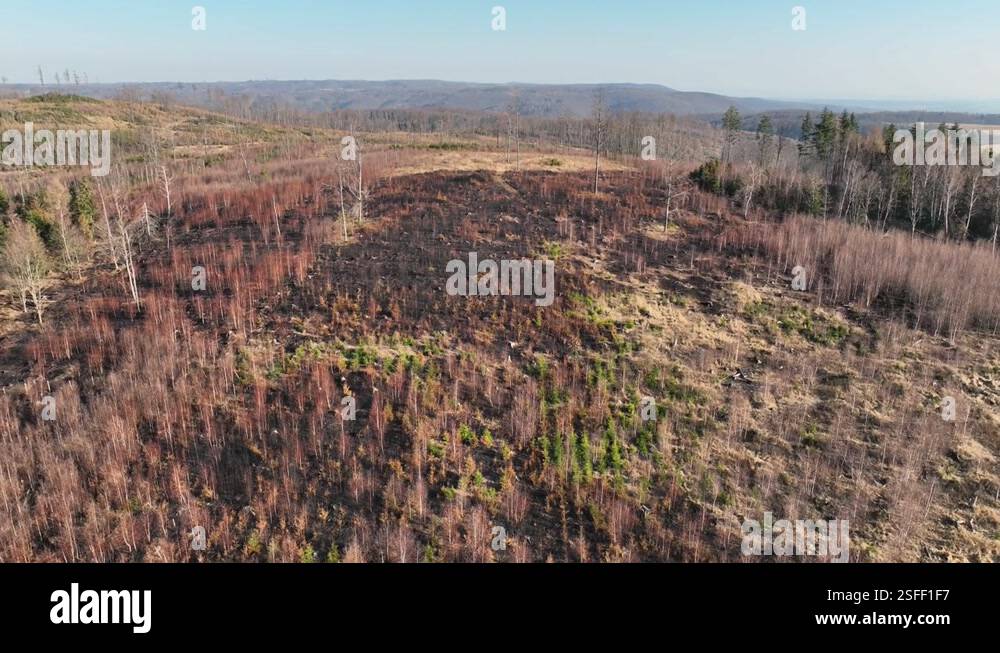 Forest after fire flame drone aerial drought dry black earth ground ...