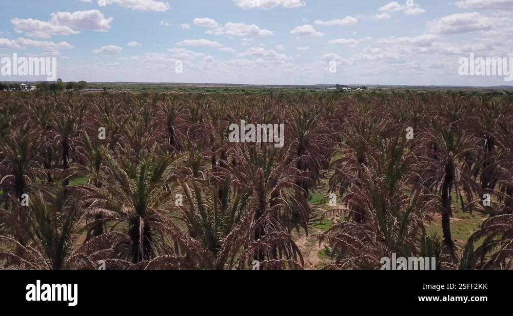 Abandoned date palm trees farm in southern Namibia Stock Video Footage ...