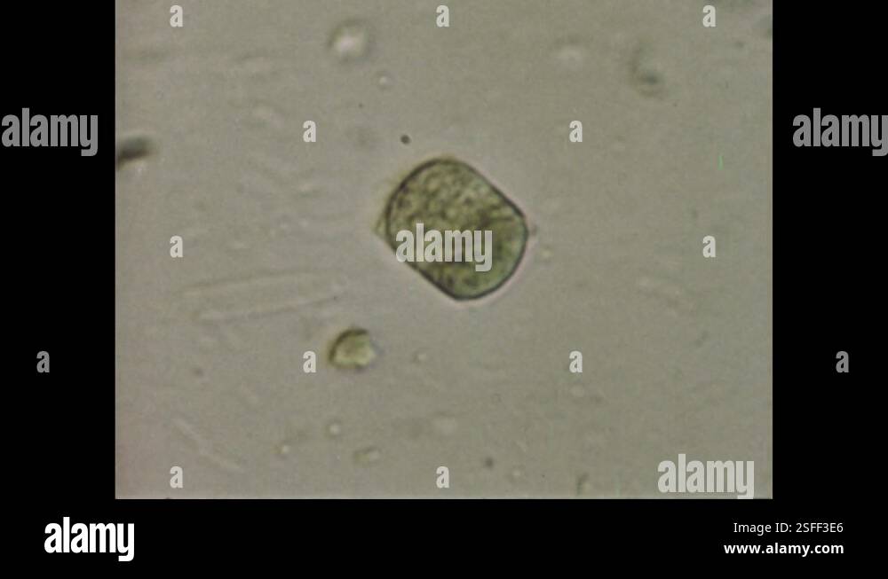 Chlorophyl microscope Stock Videos & Footage - HD and 4K Video Clips ...