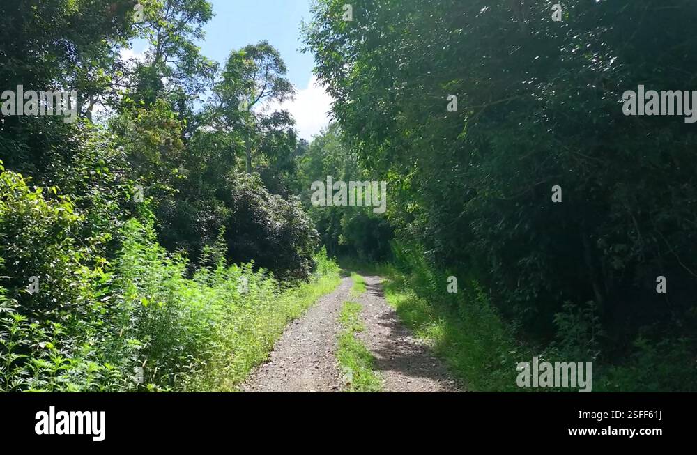 A drone flying low through the trees following a narrow bush track ...
