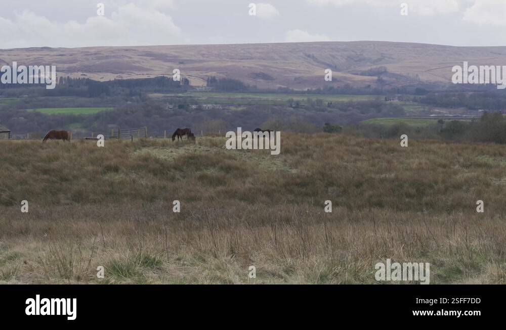 Lancashire group Stock Videos & Footage - HD and 4K Video Clips - Alamy