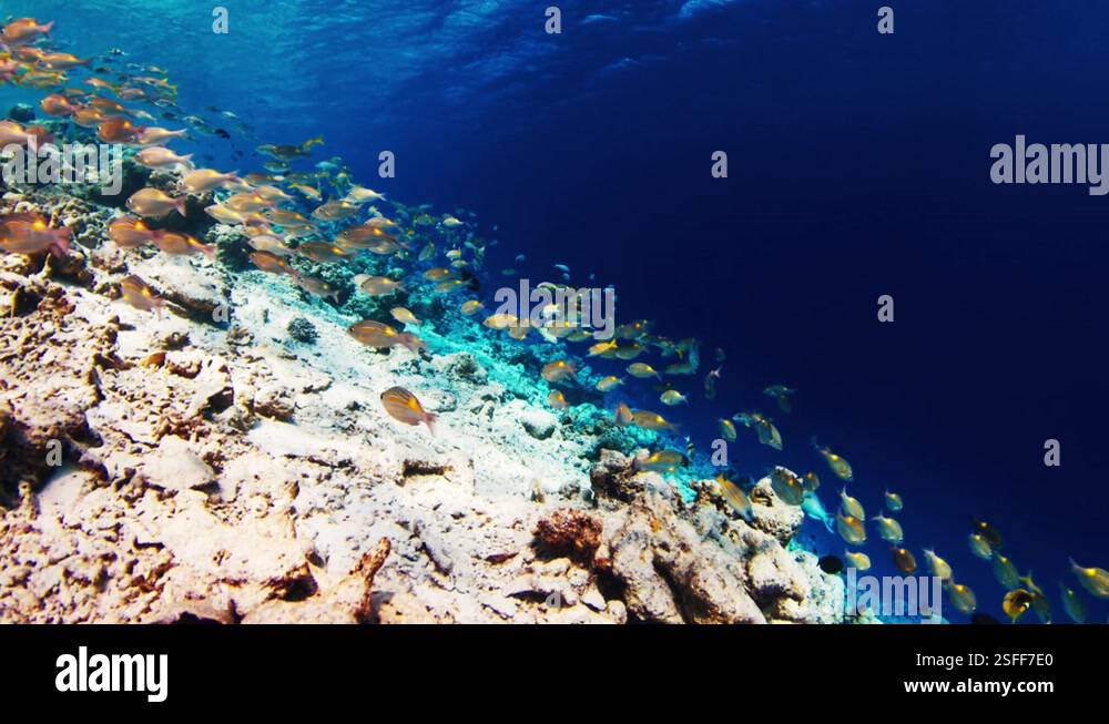School of fish swim underwater over coral reef. Thulusdhoo island in ...