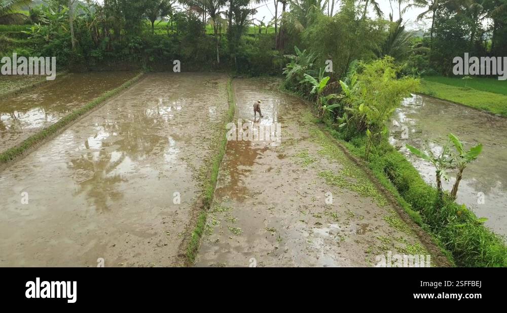 Reveal shot of a farmer hoeing a rice field taken from drone camera ...