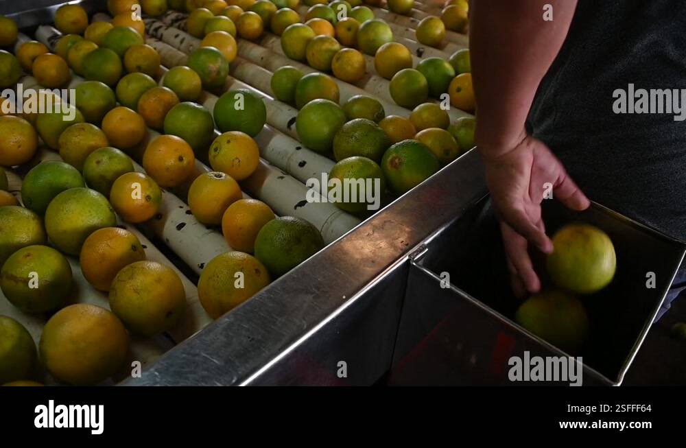 hand picking and selecting the best oranges from the conveyor belt ...