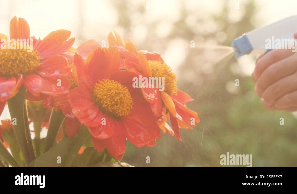 Cute little girl spraying the flowers in the pots with water from a ...