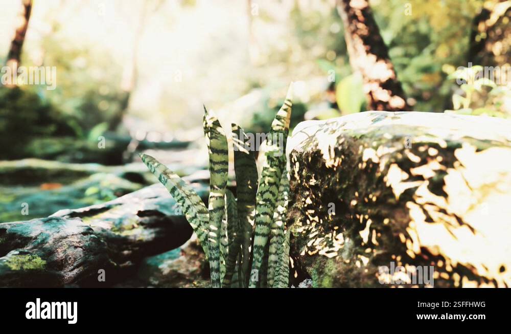 foggy spring morning in the leafy woods highlighted by the sun rays ...