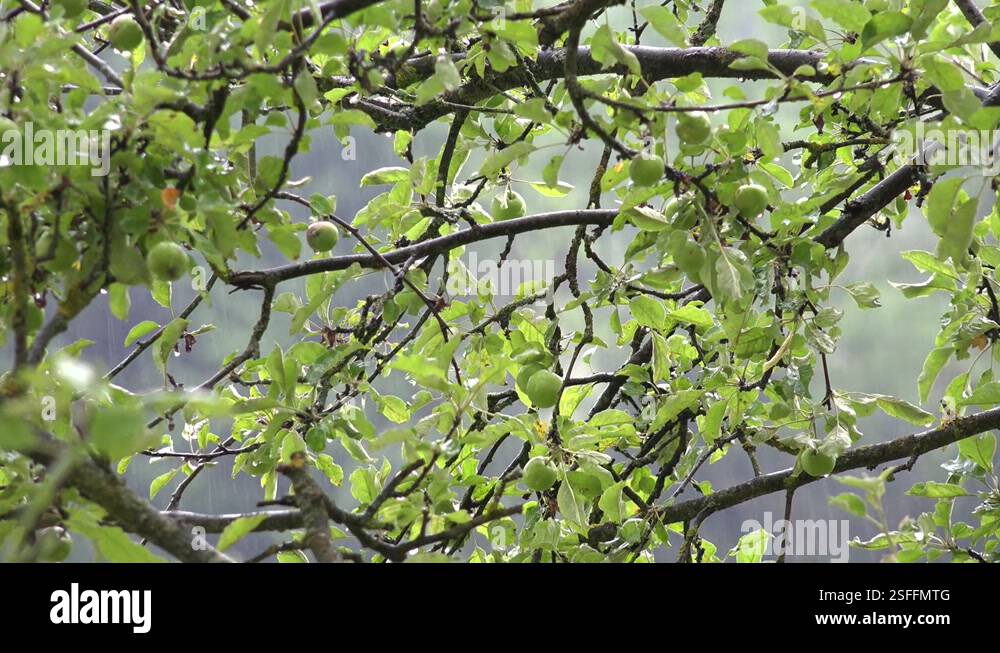 Torrential Rain, Raining, Inundation, Flooding, Storm, Rainy Day on ...