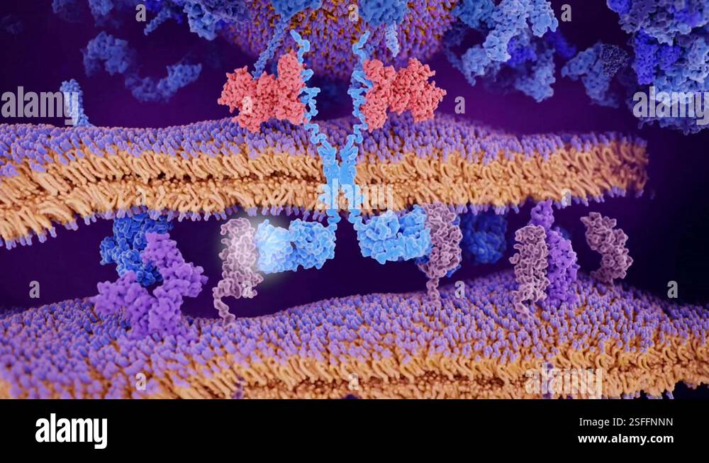 CAR T cell cancer immunotherapy, animation Stock Video Footage - Alamy