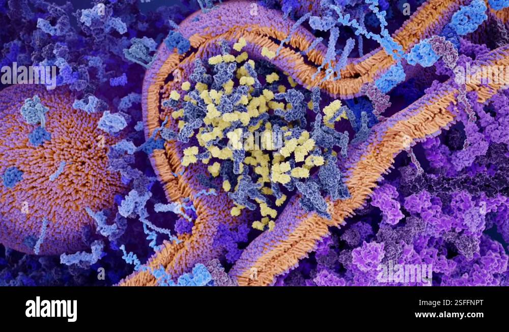 CAR T cell cancer immunotherapy, animation Stock Video Footage - Alamy
