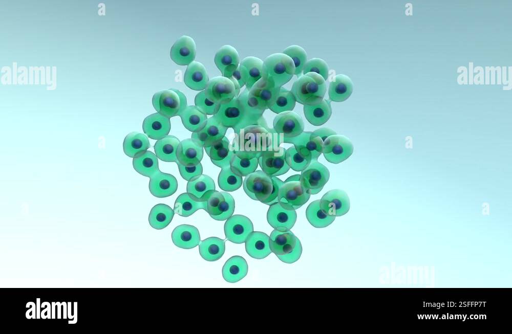 Cells dividing, animation Stock Video Footage - Alamy
