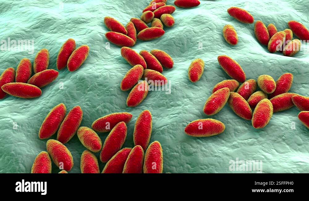 Brucella bacteria Stock Videos & Footage - HD and 4K Video Clips - Alamy