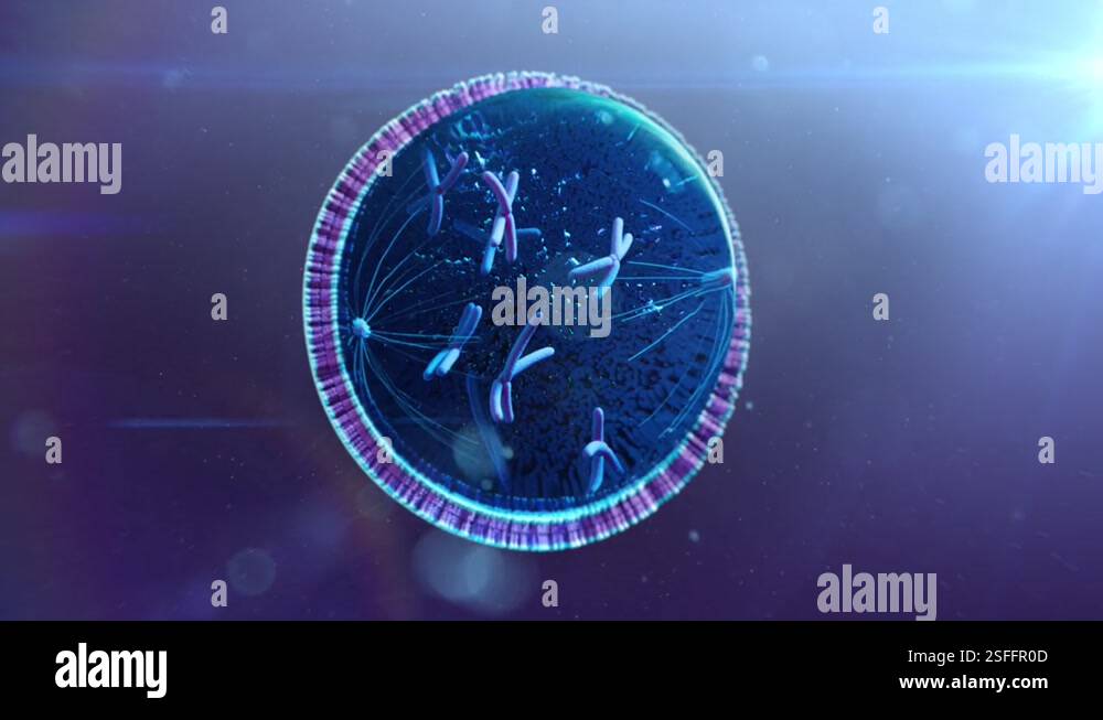 Mitosis and cell division, animation Stock Video Footage - Alamy