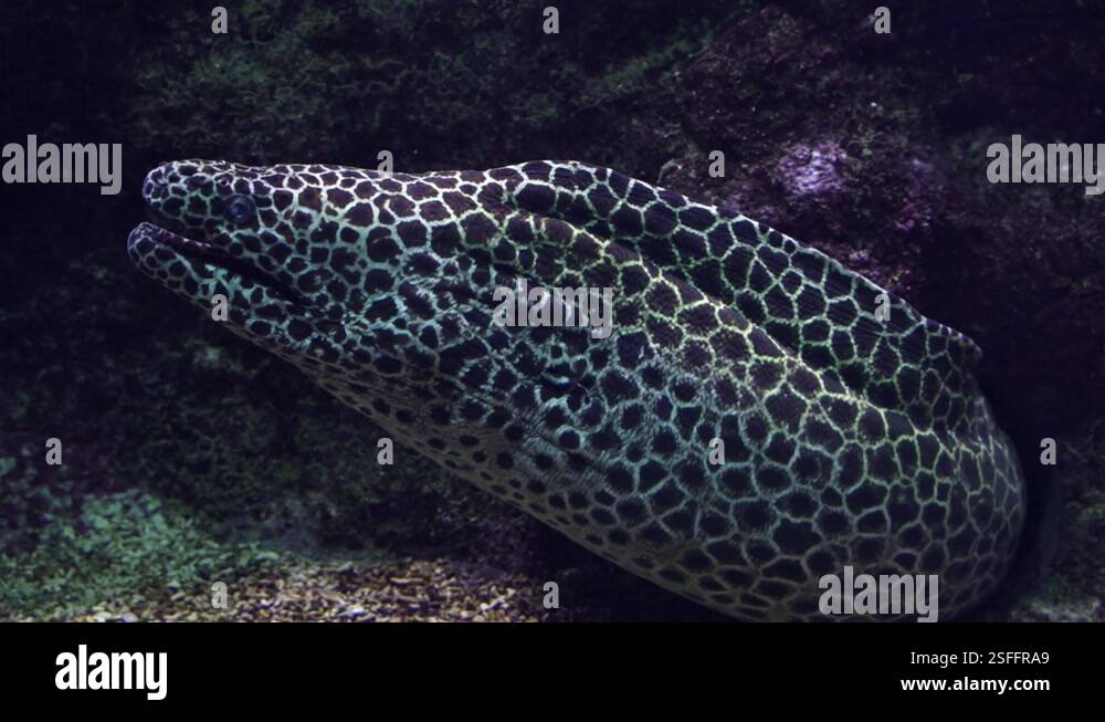 Honeycomb Moray Eel inside reef waiting long time, rare animal Stock ...