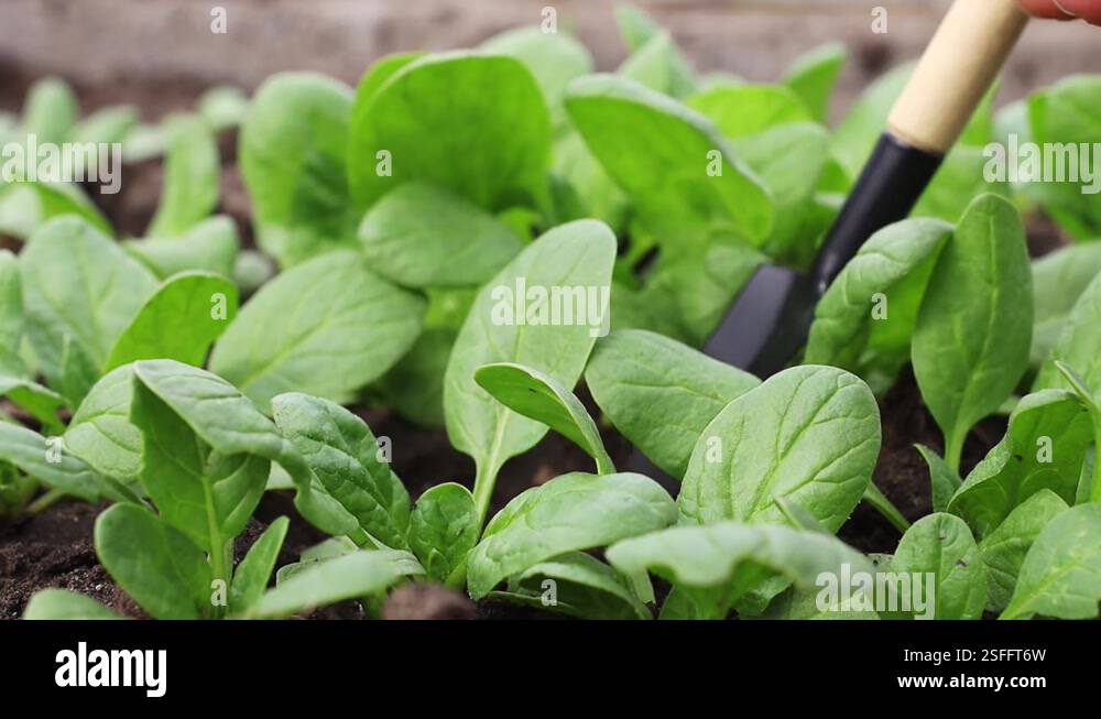 Close-up of spinach leaves in a garden plot Stock Video Footage - Alamy