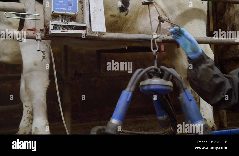The process of cows getting milked at a dairy factory. Technologically ...
