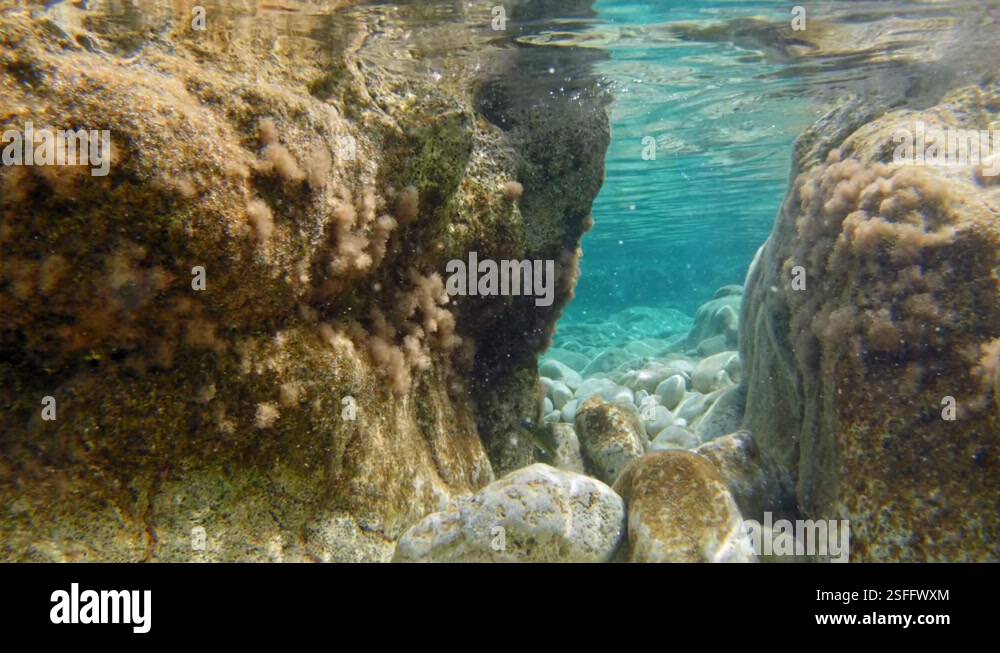 Coral Reefs On Pristine Water Of Emplisi Beach, Cefalonia, Greece ...