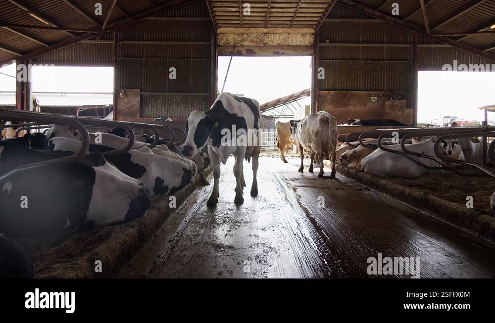 A cow on a farm in a stall. close-up. Slow motion. farm Stock Video ...