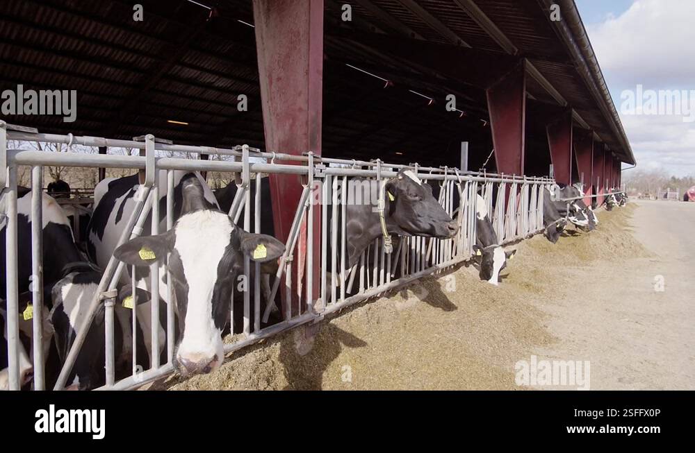 Cows feeding process on modern farm. Close up cow feeding on milk farm ...