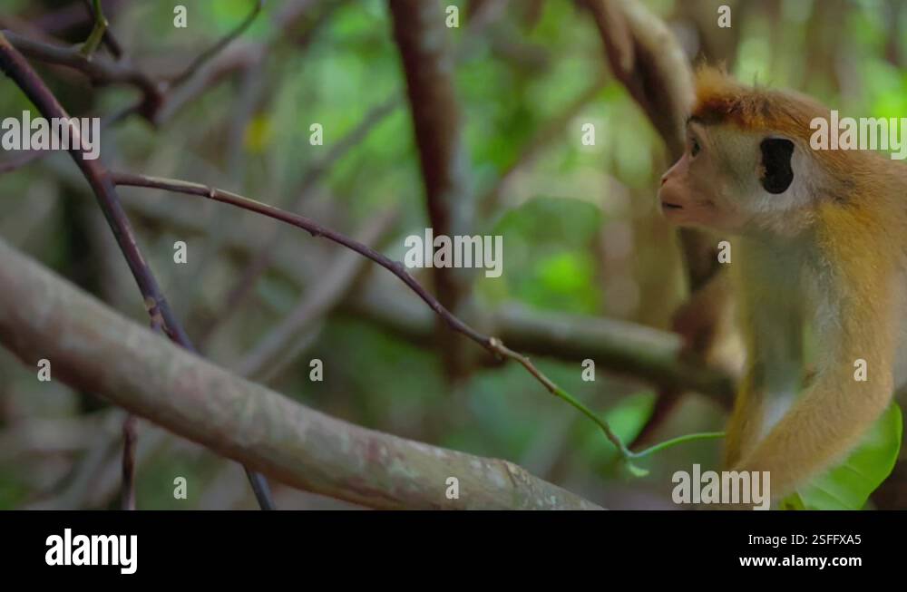 Ceylon macaque, latin name: Macaca Sinica, a species of primate in the ...