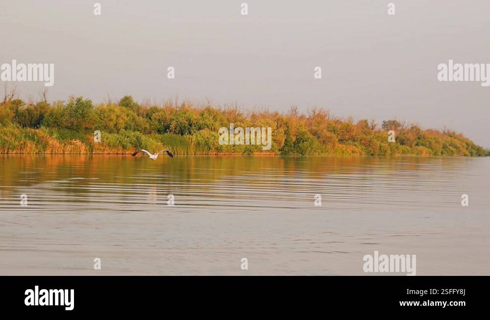 The wild nature. Pelican bird driving un wings egret and guls fling ...