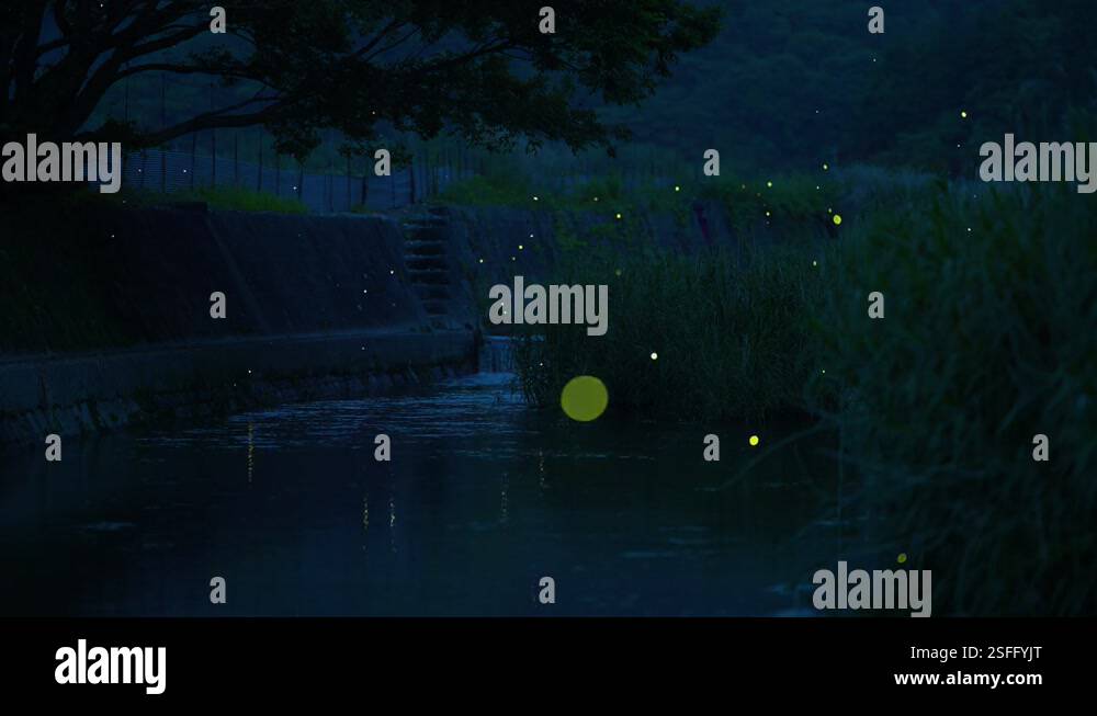Firefly. Many fireflies fly around during a short period in early ...