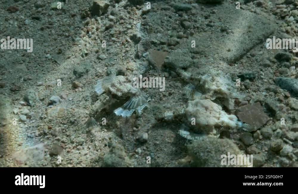 Three Seamoth met on the seabed during the mating season. Pegasus ...