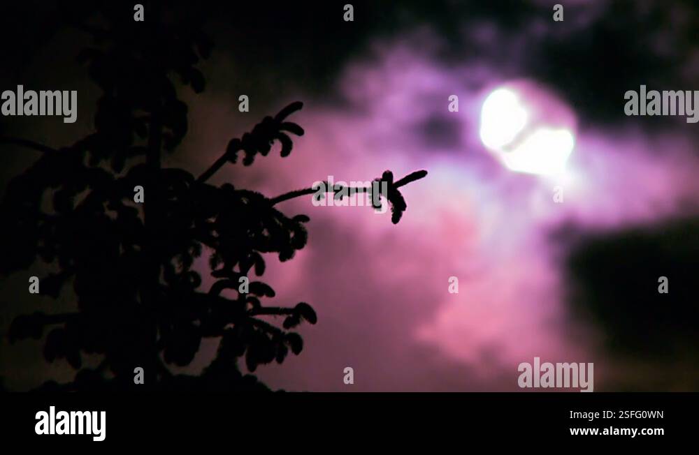 Full moon, pine trees and clouds at night Stock Video Footage - Alamy