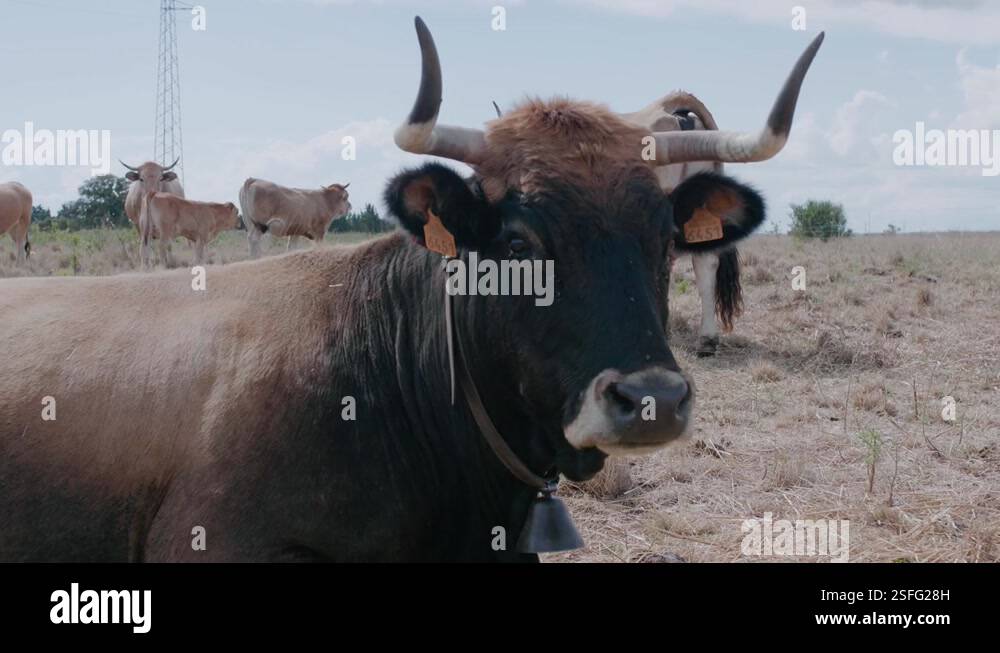 Full horns Stock Videos & Footage - HD and 4K Video Clips - Alamy