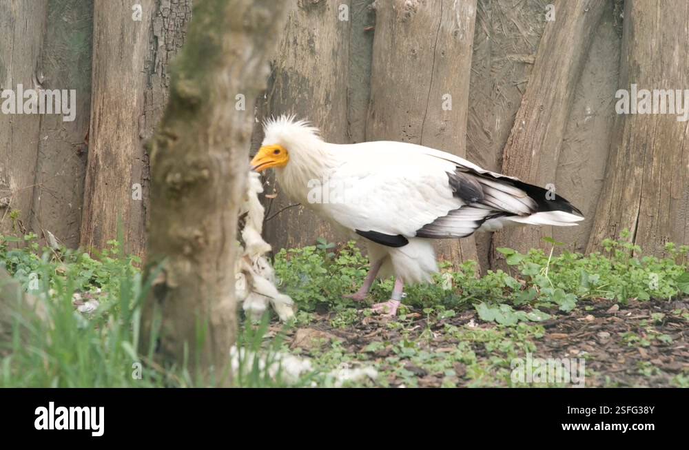 Beautiful adult egyptian vultures neophron percnopterus eating Prague ...