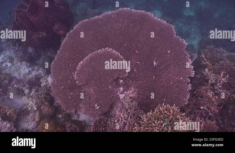Big table coral on deep coral reef drop off filmed from above Stock ...