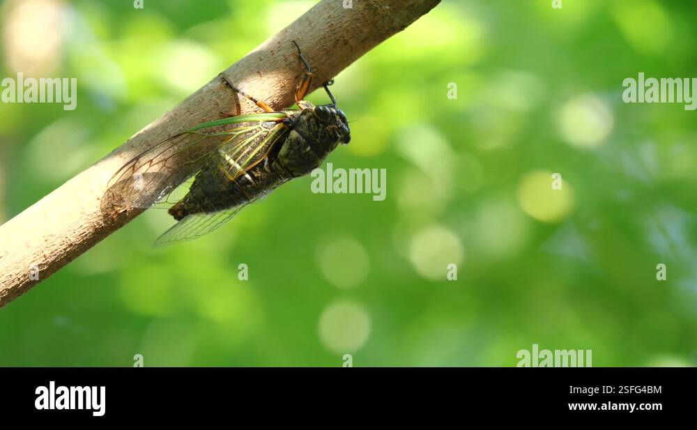 4K video of frantically chirping cicadas Stock Video Footage - Alamy
