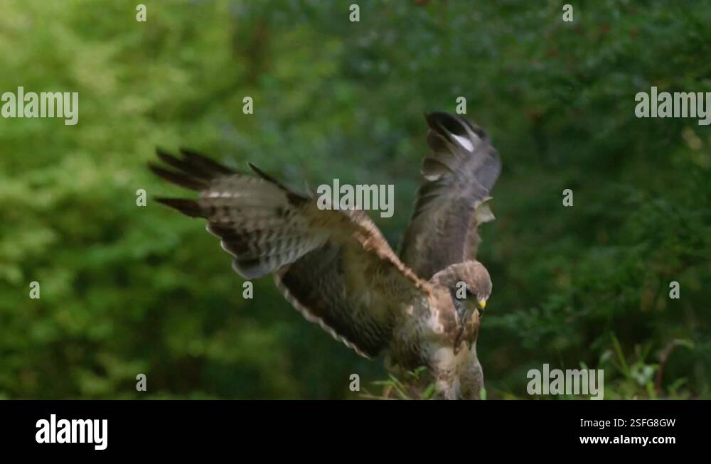 Common buzzard flies from perch on branch to land on grass; shallow ...
