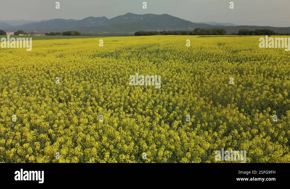 Low altitude flight over a yellow Colza field with a mountain in the ...