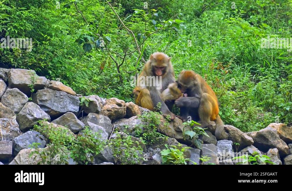 Two big monkeys and one little monkey happily playing on the rocks in ...