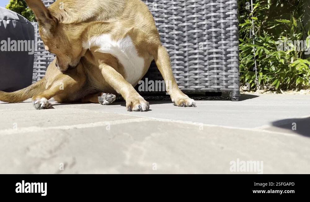 Cute brown dog chilling and sleeping in the sun on a sunny day in ...