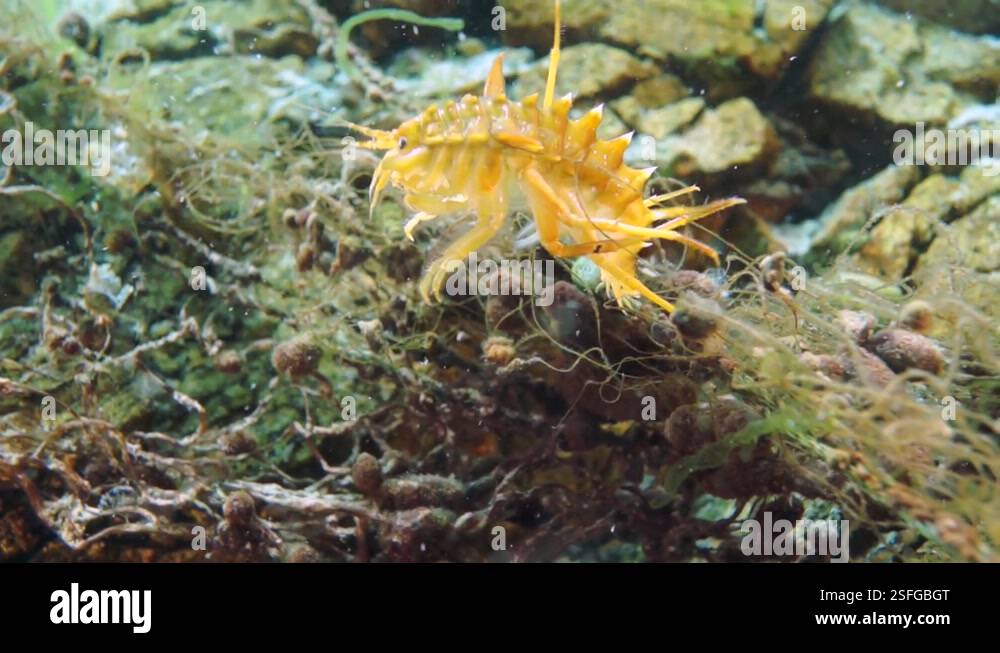 Unique endemic crustacean crayfish Acanthogammarus underwater Lake ...