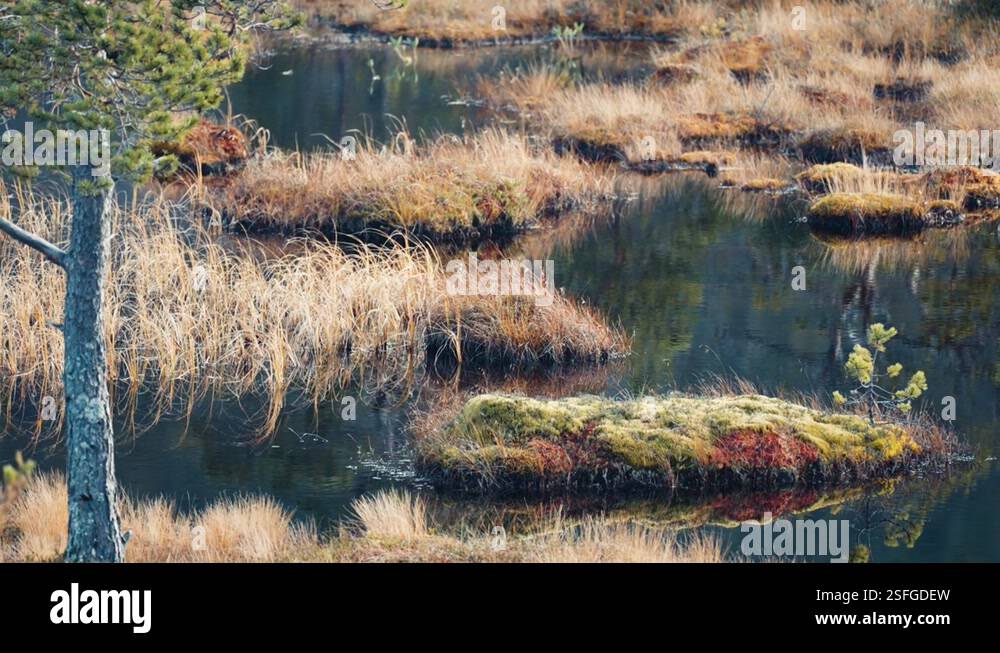 Grassy bumps, tussocks, moss, and lichen in the swampy wetlands of ...