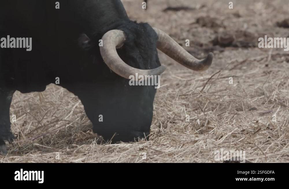 Bull eating hay in the farm Stock Video Footage - Alamy