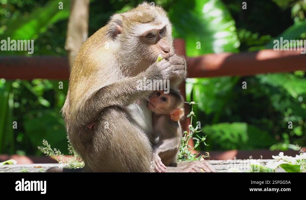 Monkey eating food while having his baby at his belly Stock Video ...