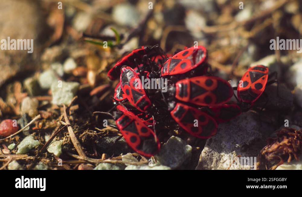 Lot of wingless red bugs show aggression towards and eat another insect ...