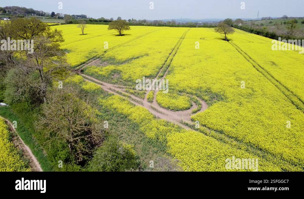 Fields of bright yellow Rapeseed, also known as Oilseed Rape in farm ...