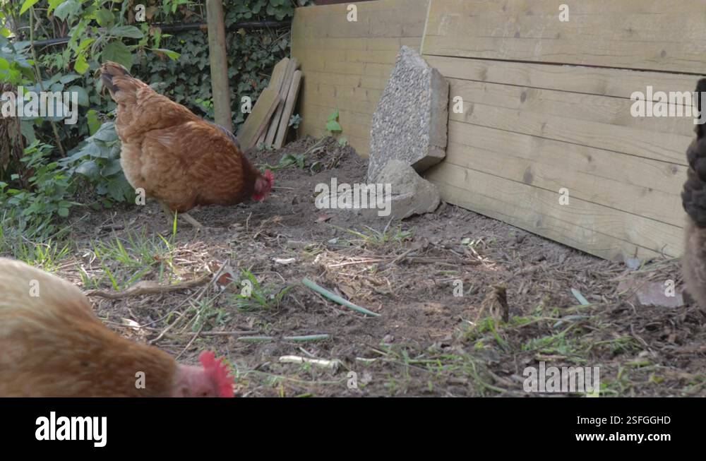 Brown chickens scratching and pecking ground on farm while foraging for ...