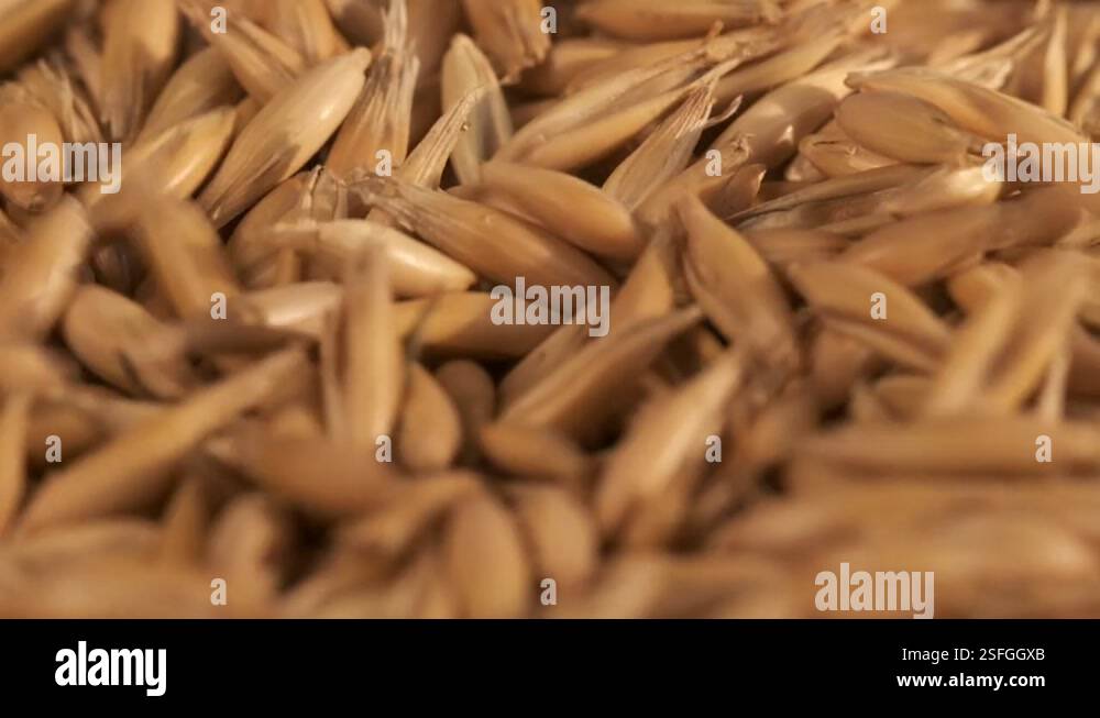 Rotation of oats close-up. The fall. Lots of grains. Slow motion video ...